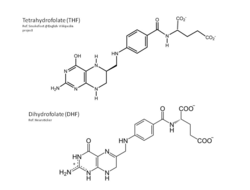 Folate: a water soluble B vitamin