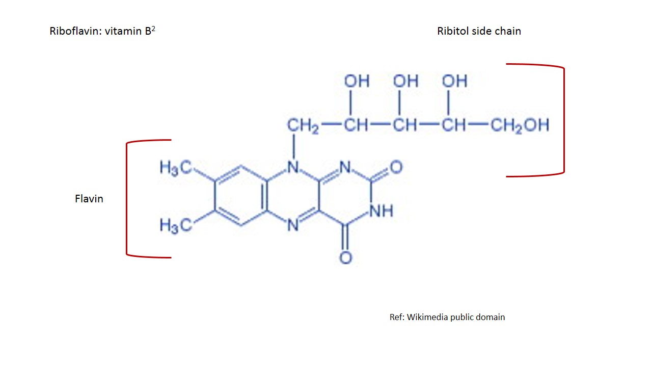 Vitamin B2: Riboflavin